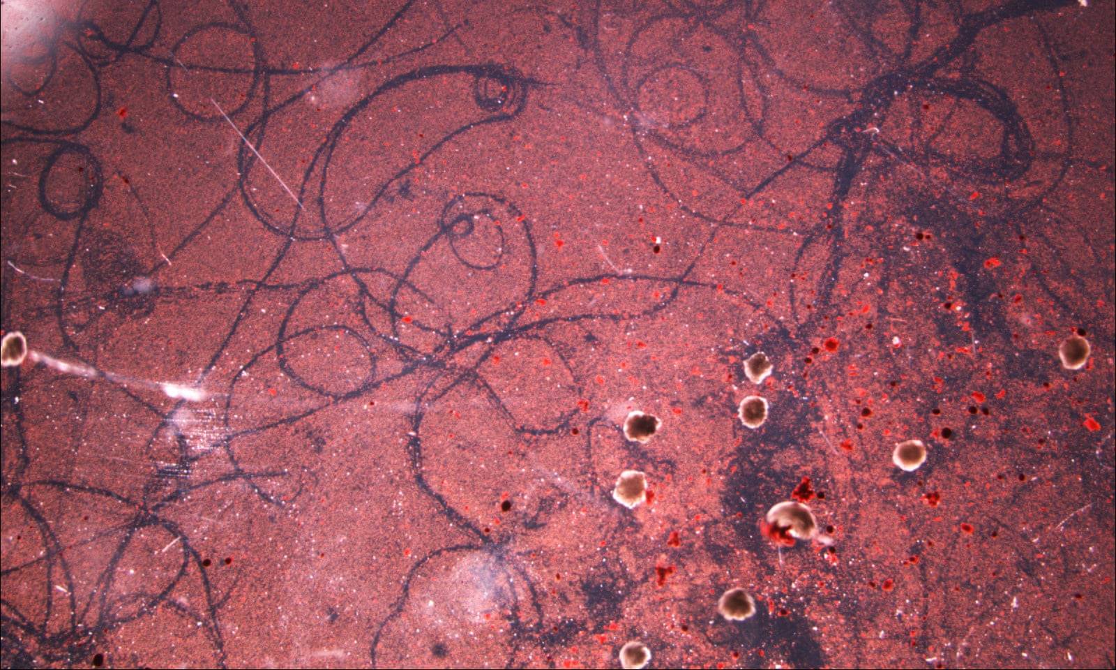 Xenobot, i primi robot viventi autoreplicanti al mondo - Tom's Hardware